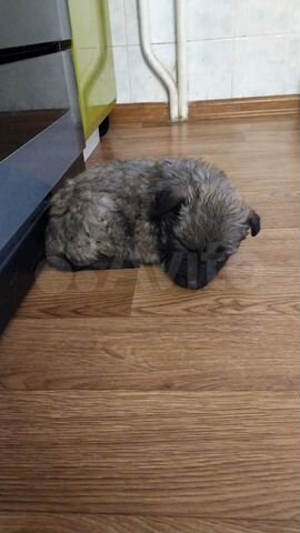 Соня Собакина в добрые руки