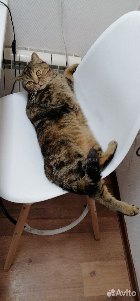 Кошка британская