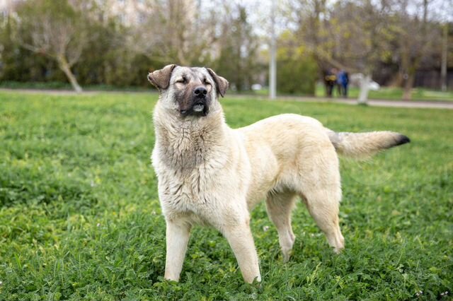 Крупный красивый мальчик ищет дом