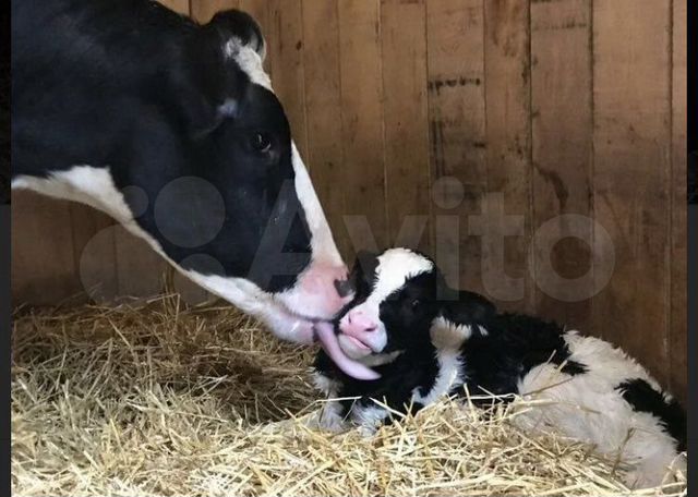 Бычок 2 недели