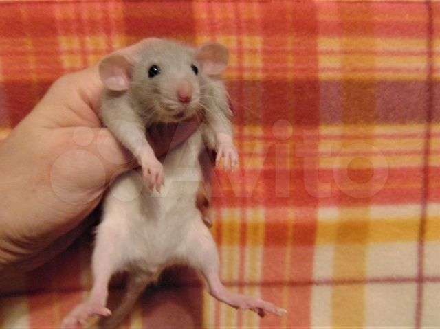 Крысы, крысята девочки от заводчика, клетки, гамак