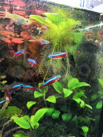 Гуппи мальки бесплатно