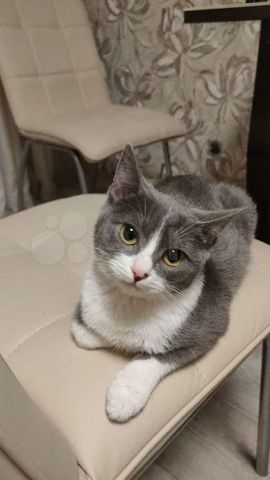 В добрые руки