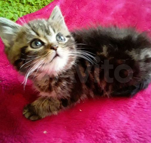 Котик шотландский мраморный 2 мес
