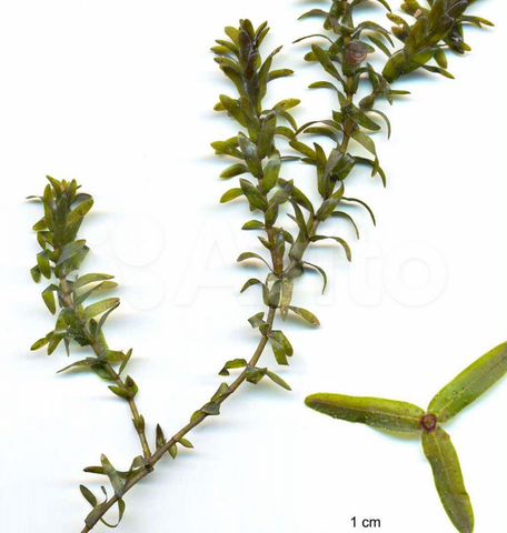 Элодея канадская