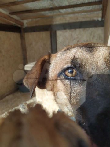 Щеночек особенный малыш, 7мес от роду