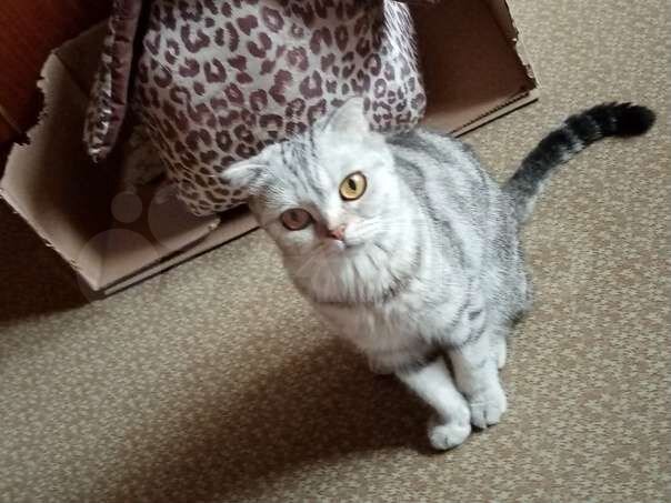 Шотландская