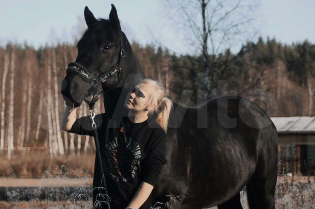 Продам жеребца