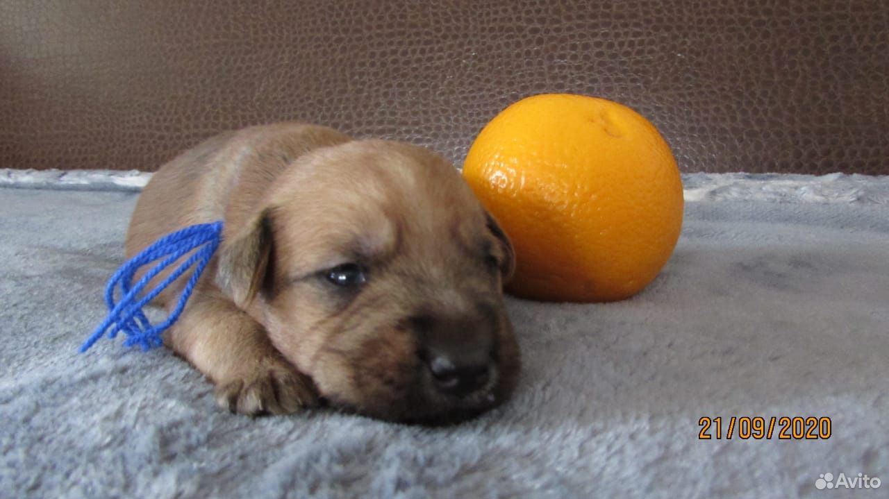 Щенки Пшеничного Терьера