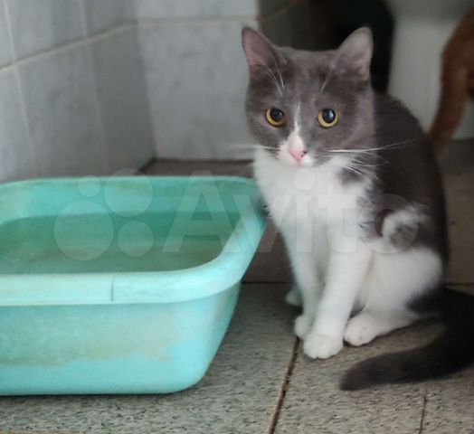 Котёнок Грей, 7 месяцев