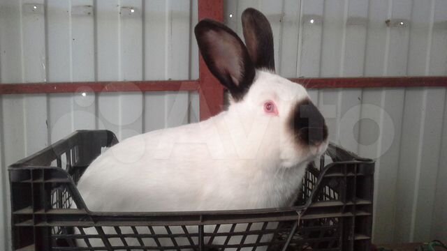 Калифорнийцы