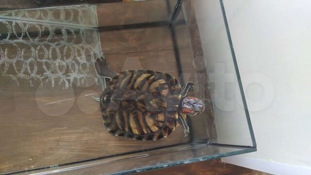 Красноухая черепаха с аквариумом