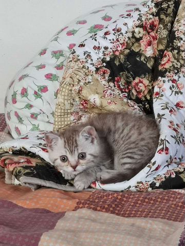 Котенок девочка британец
