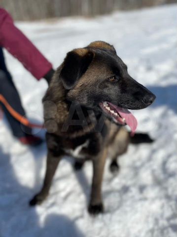 Собака Киану