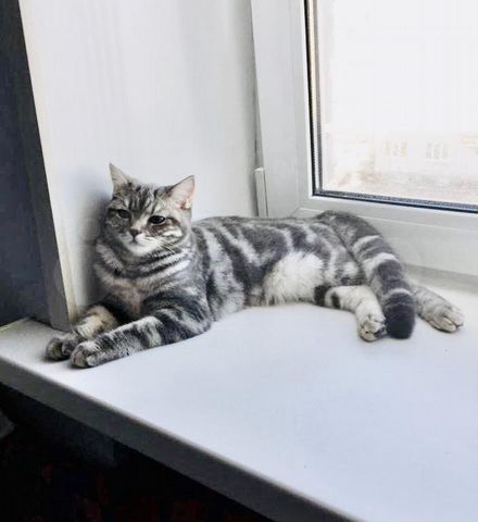 Чистокровная шотландская молодая кошечка