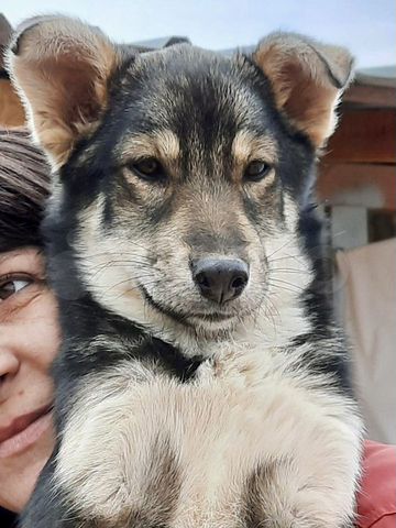 Анфиска в добрые руки