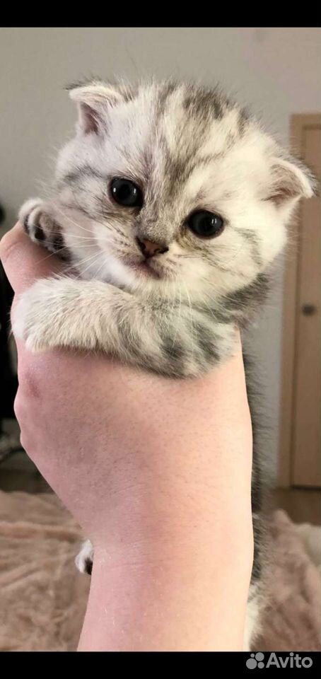 Шотландские котятки