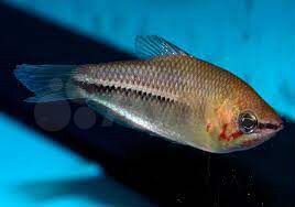 Гурами шоколадный гигантский/бронзовый