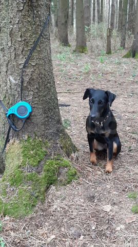 Собака ищет дом