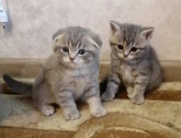 Британские котята