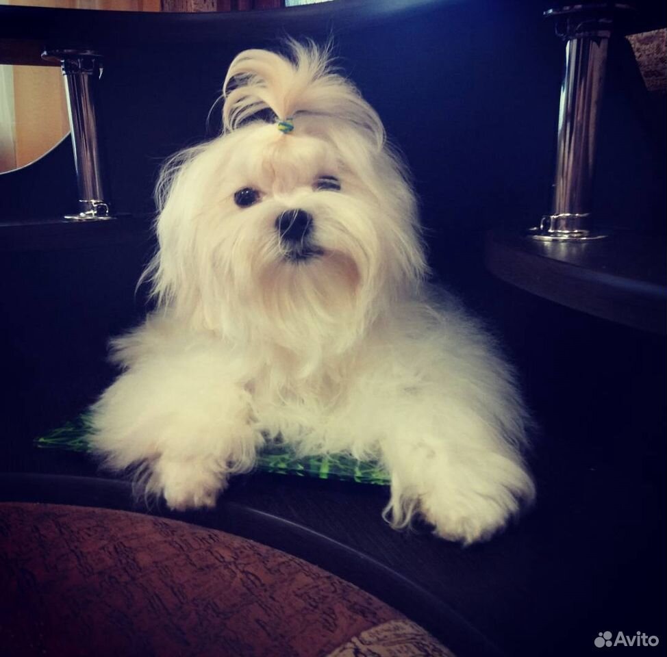 Кобель мальтийской болонки. Вязка