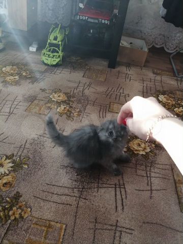 Котенок британка девочка