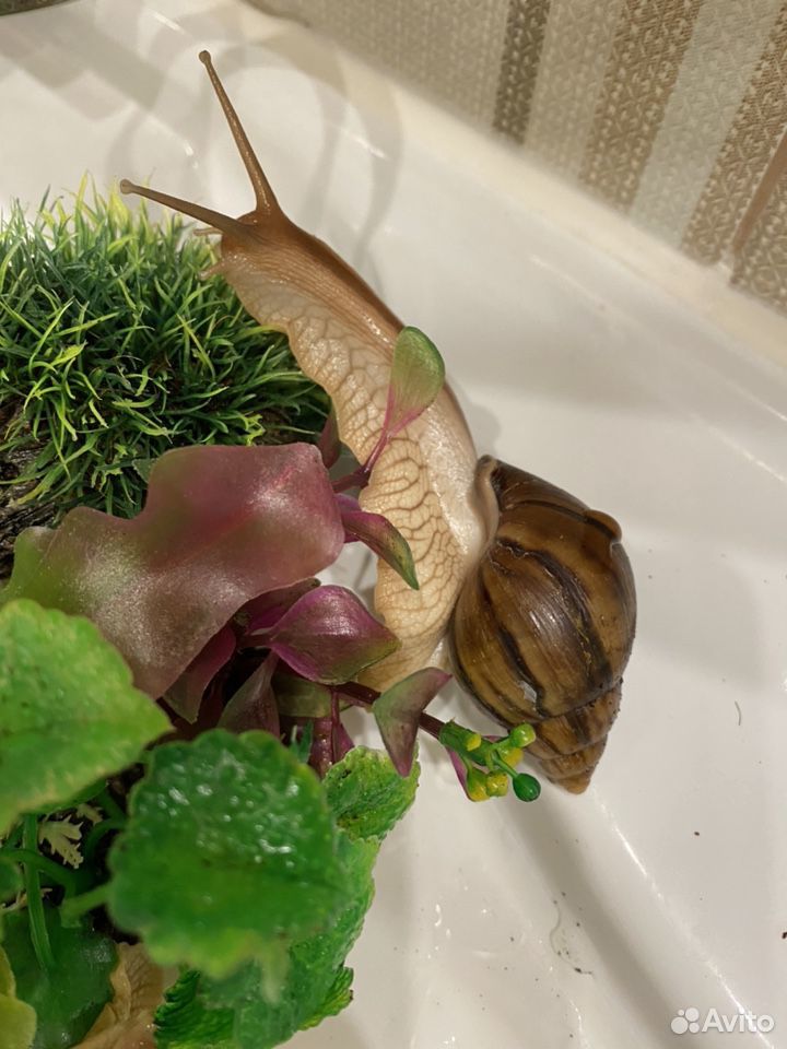 Улитки Ахатины