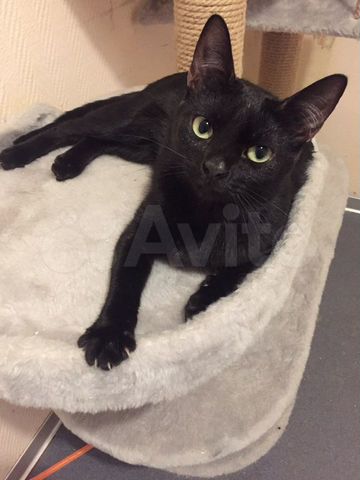 Черные Багирки