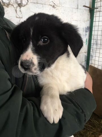 Собака, Дана, щенок 3,5 мес, с доставкой Для кварт