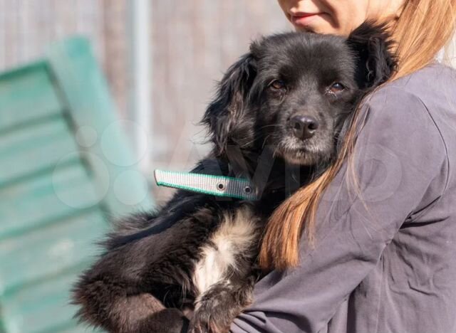 Метис спаниеля Дейзи ждёт семью. Лесной приют