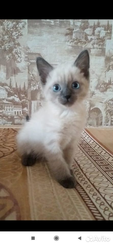 Сиамский кот, мальчик 2 мес