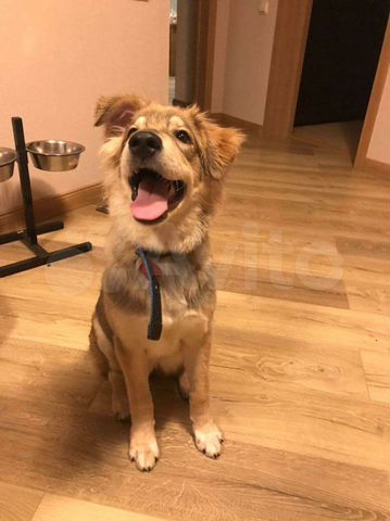 Собаки бесплатно в добрые руки