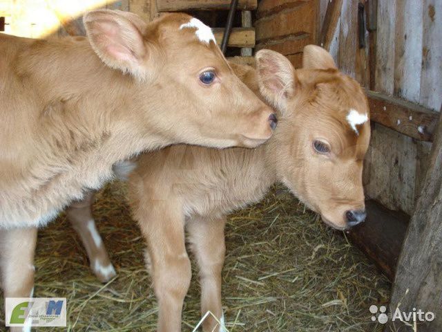 Крс(молодняк бычки)