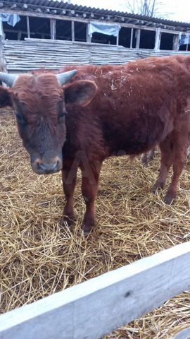 Продаю трех бычков, телочку и теленка