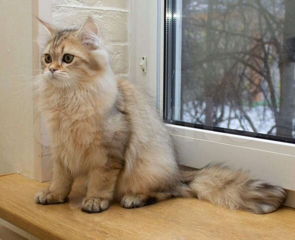 Длинношерстный британец