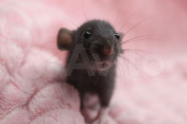 Крысята дамбо