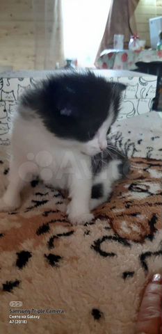 Котята кошки бесплатно
