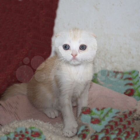 Вислоухий мальчик окрас камео