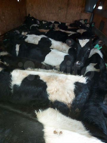 Продам телят (бычков,телок) 5-6 мес