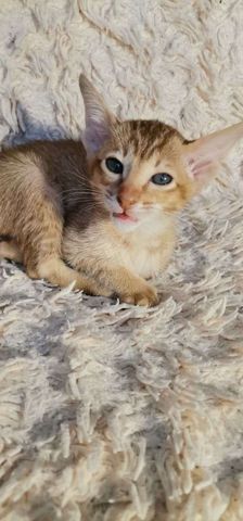 Малыши ориенталы