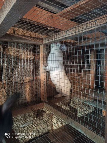 Самец калиф+нзб