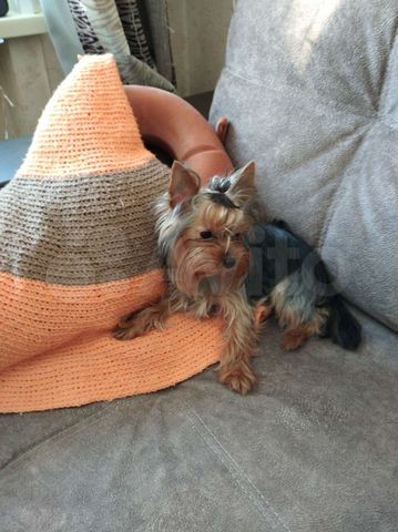 Вязка с Мини йорком