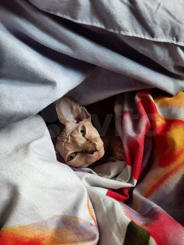 Канадский сфинкс