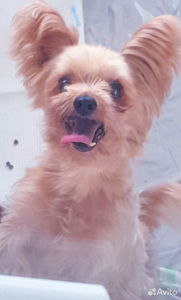 Голдаст Йоркширский Терьер