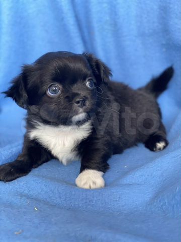 Купить щенка чихуахуа