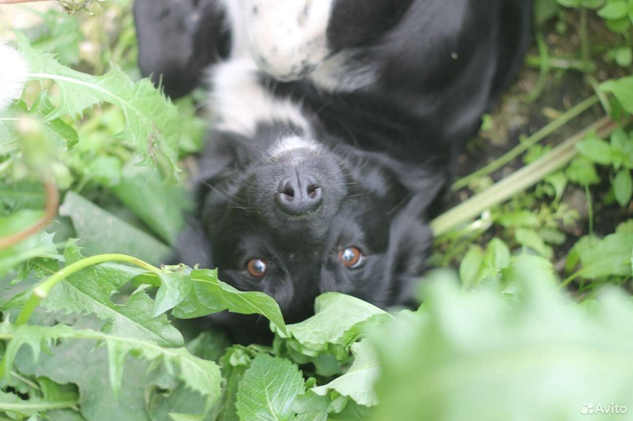 Идеальная собака