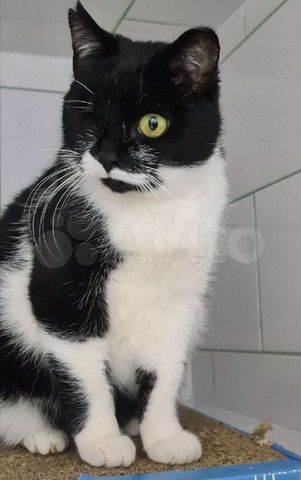 Молодая нежная кошечка Наоми