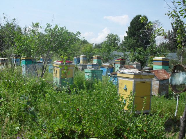 Пчелосемьи продажа