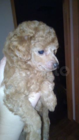 Той пудель, кобелек