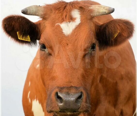 Быки на племя